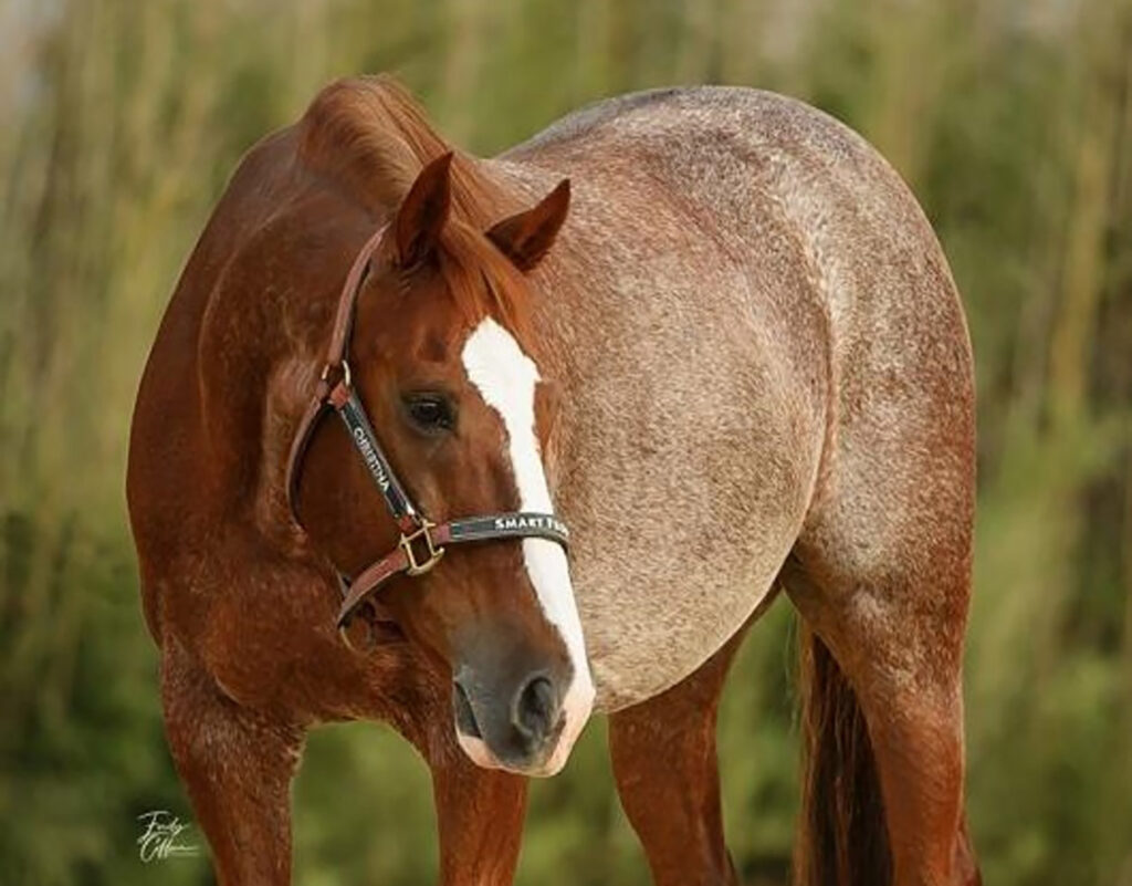2022 NYCHA Horse Hall of Fame – National Youth Cutting Horse Association