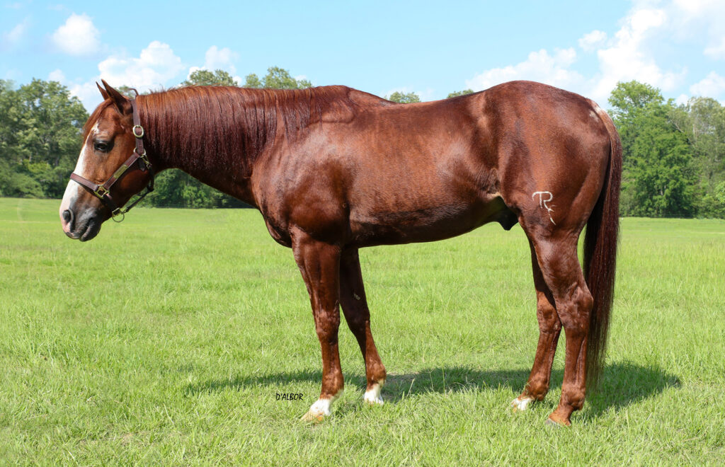 2024 NYCHA Horse Hall of Fame – National Youth Cutting Horse Association